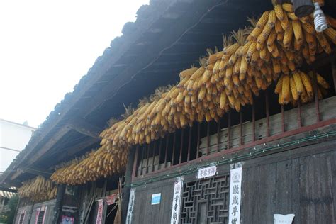 玉米大丰收 玉米挂满屋前屋后 可农民朋友们一脸愁容