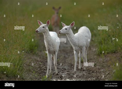 Venado De Cola Blanca Odocoileus Virginianus Nueva York Leucistic