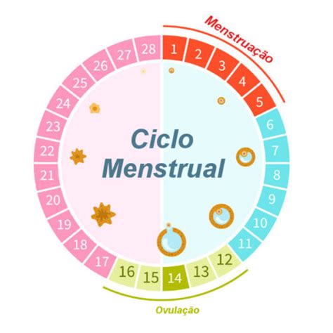 Ciclo Menstrual Contraceptivos E Performance Treino Correto