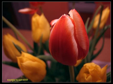 Flowerpower2 Ein Bild Sagt Mehr Als Tausend Worte Hier Is Flickr