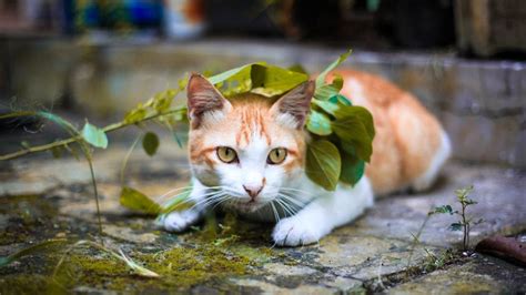 5 CLAVES Para Entender Lo Que Te Quiere Decir Tu Gato Petlife