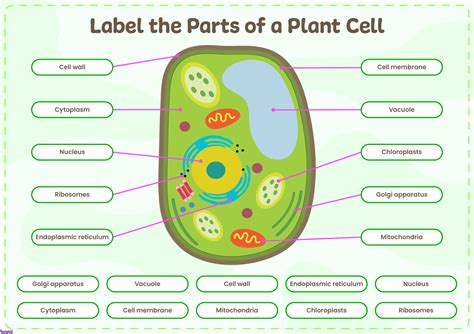 Interactive Parts Of A Plant Cell Answer Key For Teachers Perfect