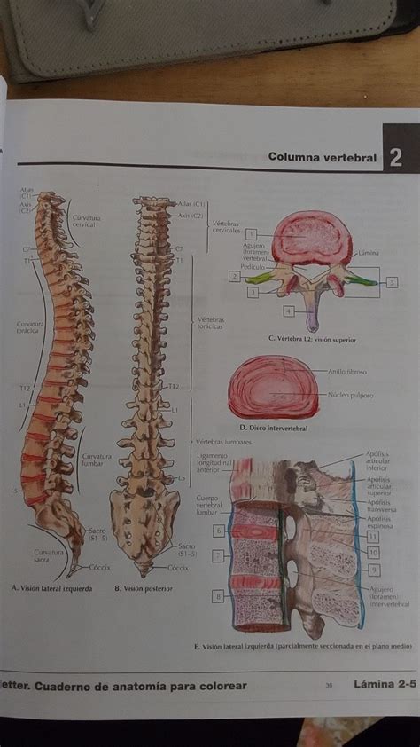 Netter Columna Vertebral Libros De Anatomia Atlas De Anatomia Netter