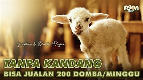 TANPA KANDANG Bisa Jual 200 Ekor Domba Perminggu Omset Ratusan Juta