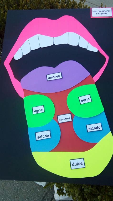 Lapbook De Los Sentidos Artofit Porn Sex Picture