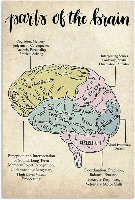 Póster De Psychology Parts of the Brain Sin Marco Poster Etsy