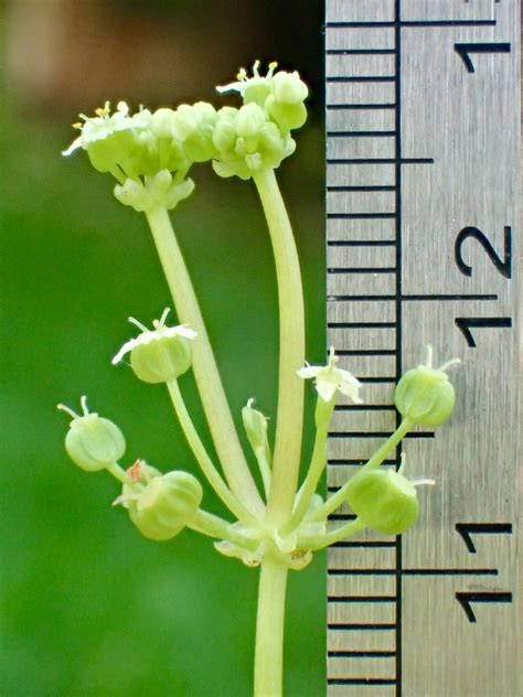 Hydrocotyle Umbellata Calflora