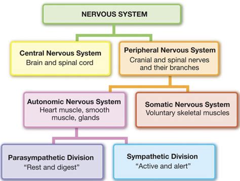Peripheral Nervous System Flashcards Quizlet
