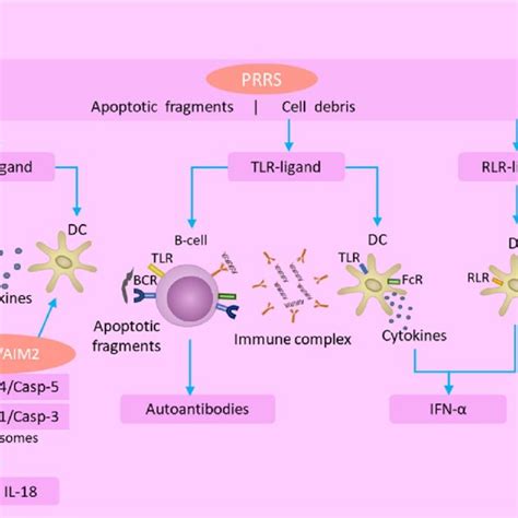 Pattern Recognition Receptors Play A Vital Role In The Innate Immunity