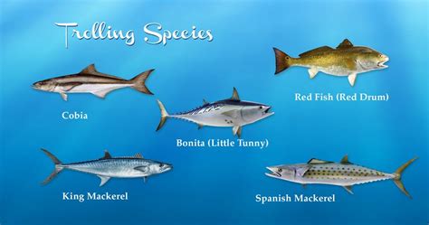 Alabama Coast Inshore Back Bay Fish Species Saltwater Fishing