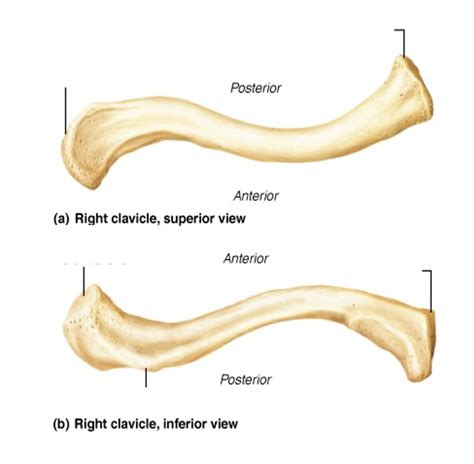 Clavicle Diagram Quizlet