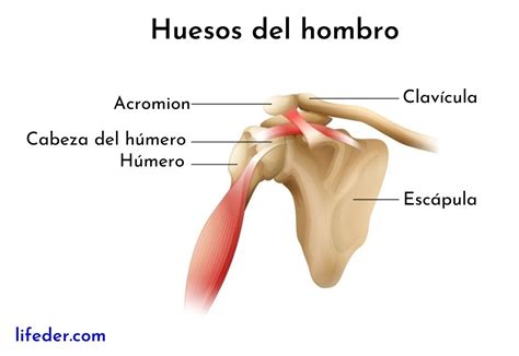 M Sculos Del Hombro Descripci N Y Funciones Anteriores Y Posteriores