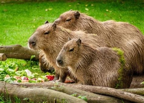 50 curiosidades sobre animais brasileiros para divertir as crianças