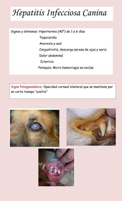 Hepatitis Infecciosa Canina Francisca Perez Galvez UDocz
