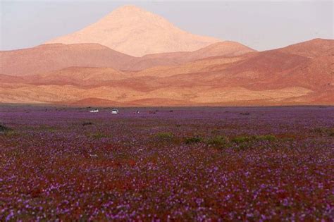 世界最干燥沙漠大雨过后花开遍地 犹如童话世界 行业资讯 苏州荣轩环保有限公司