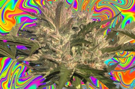 Marihuana Tratada Con LSD