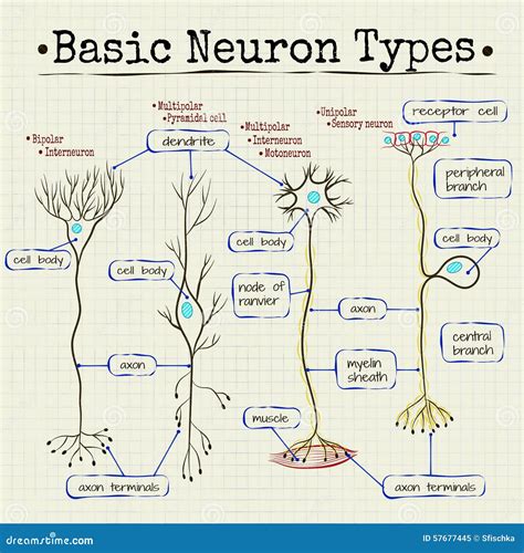 Basic Types Of Neurons Stock Vector Illustration Of Nerve 57677445