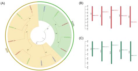 IJMS Free Full Text Genome Wide Identification Of Kiwifruit SGR