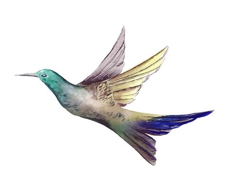 Colibri acuarela ilustración verde amarillo morado Vector Premium