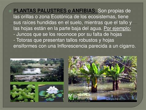 PowerPoint Las plantas acuáticas y terrestres
