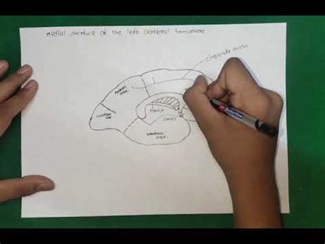 Sulcus And Gyrus Of Brain Youtube