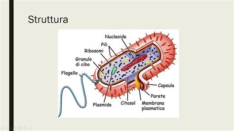 Tommaso M II D 19 20 Biologia Cellula Procariote YouTube