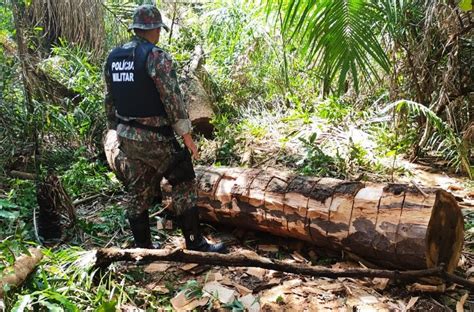 Pma De Porto Murtinho Autua Infrator Em R Mil Por Explora O Ilegal