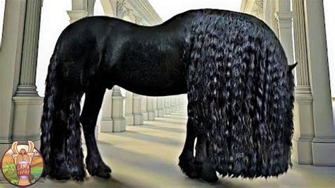 Les Plus Beaux Chevaux Au Monde YouTube