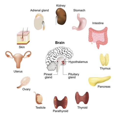 Histologie Endokrine Organe Basics Karteikarten Quizlet