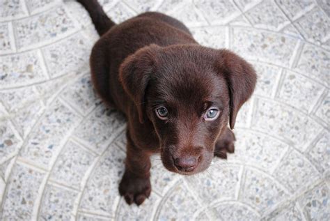 Choisir Son Chien Nos Conseils Avant De Vous Lancer Dans Une Adoption