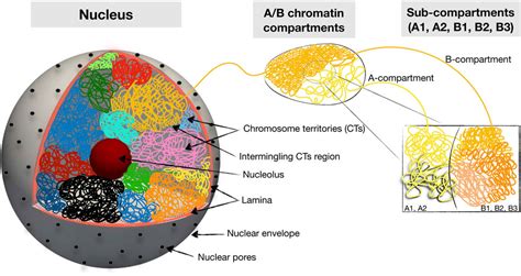 Chromatin In A Cell Model