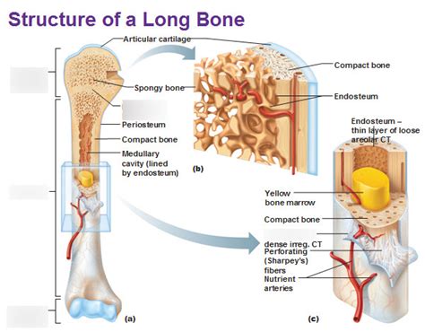 Long Bone Structure Continued Diagram Quizlet