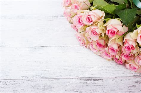 عکس با کیفیت دسته گل بزرگ و زیبا کرمی و صورتی بر روی پس زمینه سفید رنگ