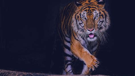 Guia completo de Fortune Tiger O que é como jogar e é confiável