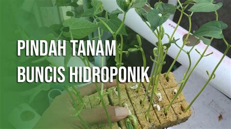 Pindah Tanam Buncis Ke Instalasi Hidroponik Youtube
