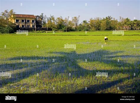 Vietnamese Farmer Tends To A Rice Paddy Near Hoi An Vietnam Stock Photo