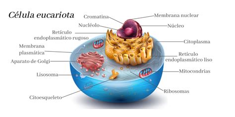 Partes De La Celula Eucariota Partes De La Celula Celulas Celula Images
