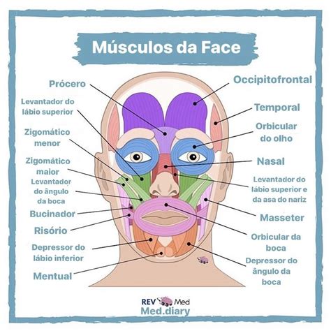 Músculos da face Muscles of facial expression Anatomy lessons Anatomy
