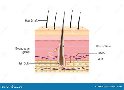 Human Hair Anatomy On Isolated Stock Vector Illustration Of Comprise