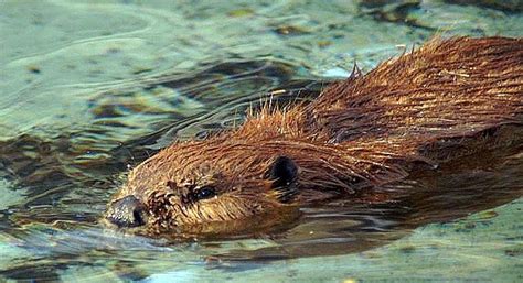 Castor qué es características hábitat reproducción alimentación