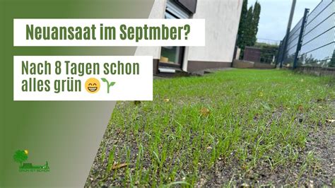 Nachsaat oder Neuansaat im September Nach 8 Tagen schon alles grün