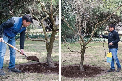 Árboles frutales todo lo que necesitás saber sobre cómo y cuándo