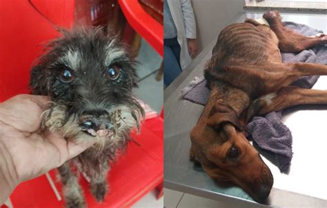 Animais são encontrados em situação de maus tratos em imóvel cercado de