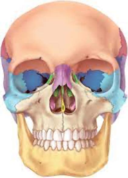Anatomy Skull Diagram 2 Diagram Quizlet