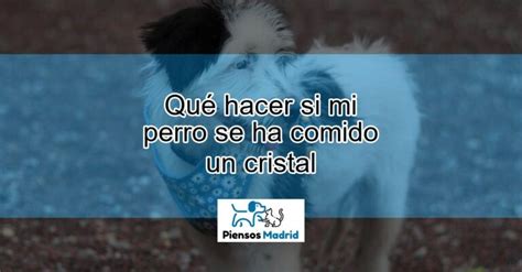 Qué hacer si mi perro se ha comido un cristal Actualizado marzo 2024
