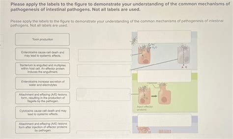 Please Apply The Labels To The Figure To Demonstrate Chegg