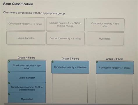 Solved Axon Classification Classify The Given Items With The Chegg