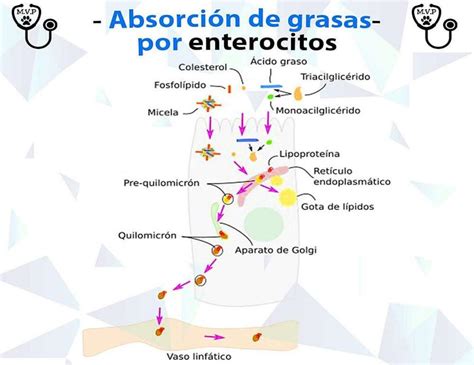 Absorci N De Grasas En El Intestino Fraii Udocz