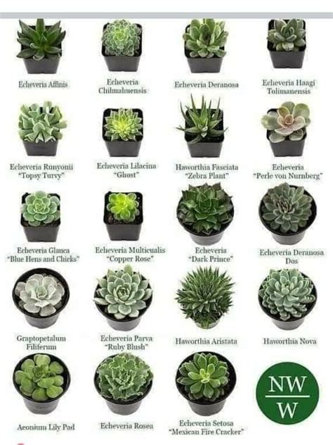 Succulent Identification Charts Artofit
