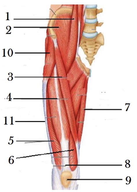 A P Ch 10 Thigh Muscle Diagram Quizlet